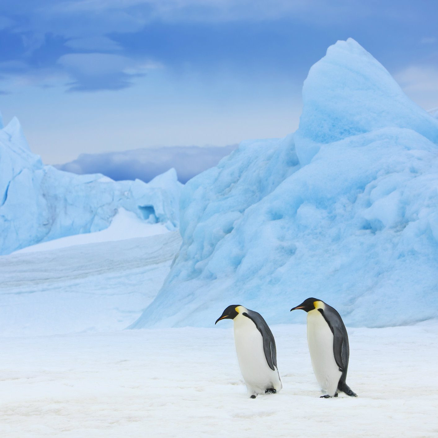 Playlists | 极地全景 | Cezame Music Agency